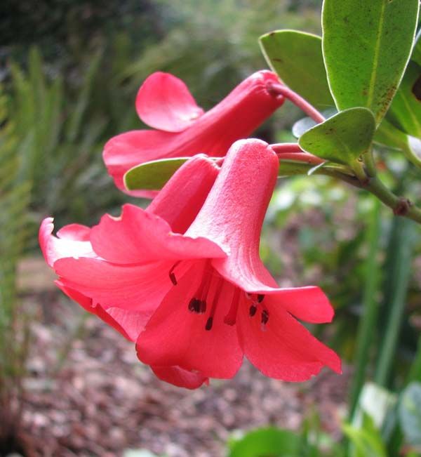 Rhododendron lochiae - Australian Rhododendron Rhododendron lochiae - Australian Rhododendron