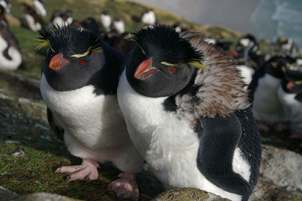 Eudyptes chrysocome (Western rockhopper penguin) (Aptenodytes chrysocome)