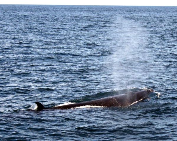 whales | Nature's Crusaders