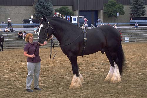 Shire Horse