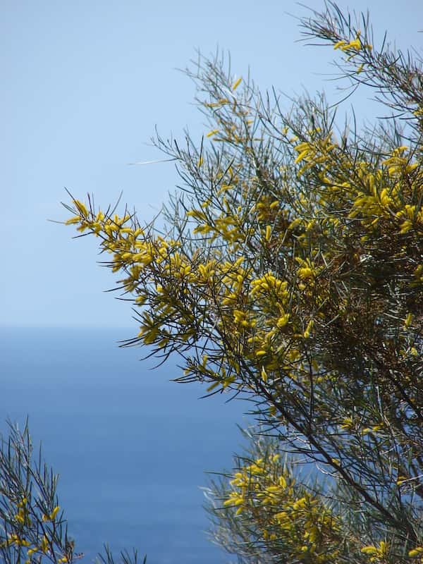 Acacia aneura - Mulga