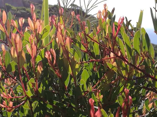 Acacia myrtifolia - Myrtle Wattle