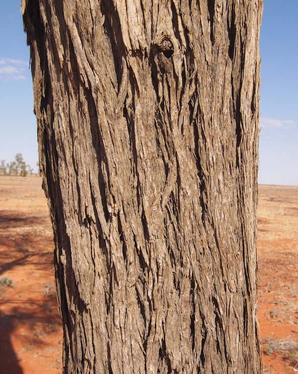 Acacia peuce - Waddy Wood