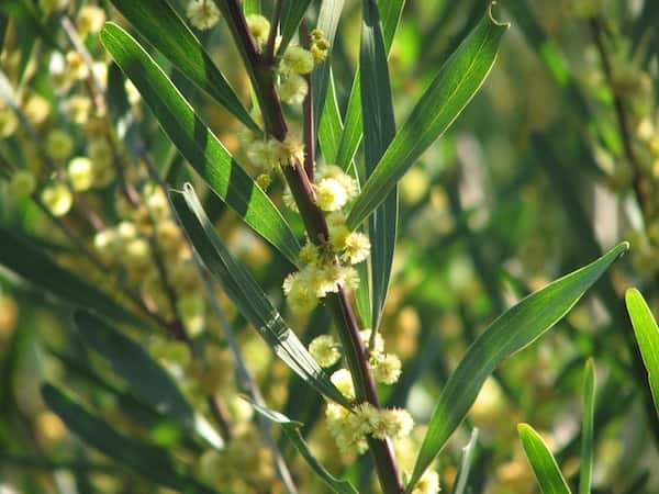 Acacia stricta - Hop Wattle