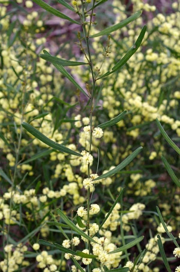 Acacia stricta - Hop Wattle