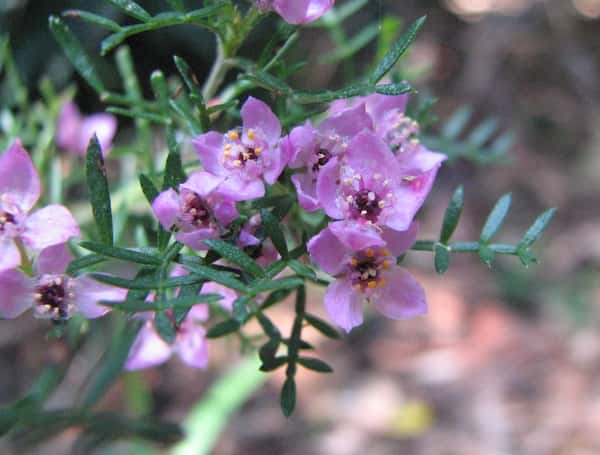 Boronia safrolifera - Safrole Boronia