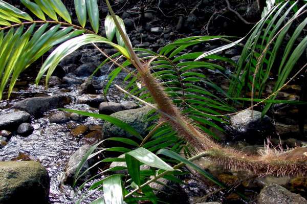 Calamus australis - Lawyer Cane