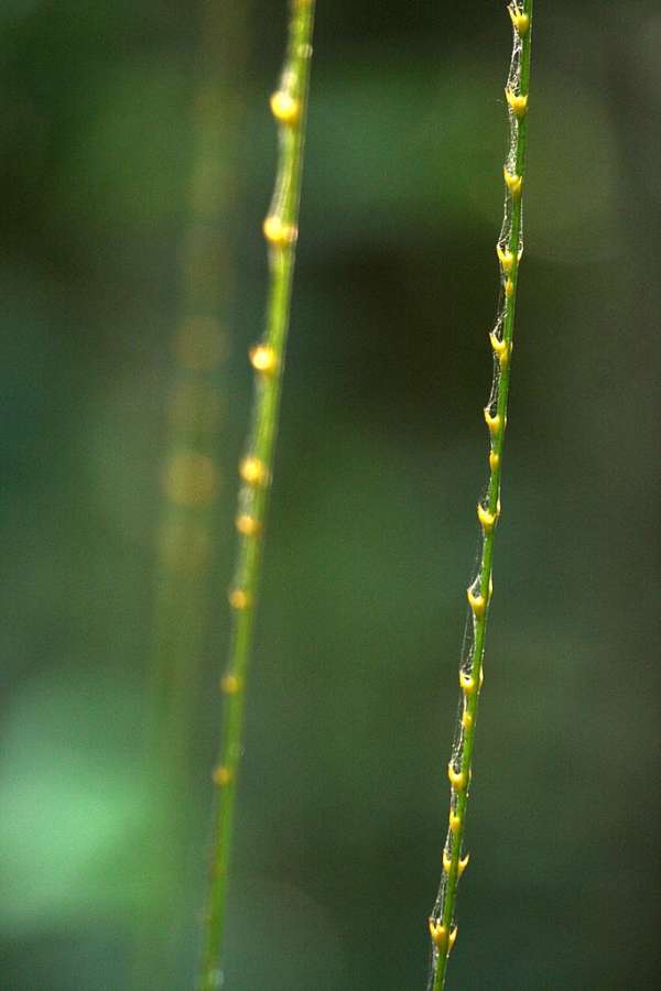 Calamus australis - Lawyer Cane