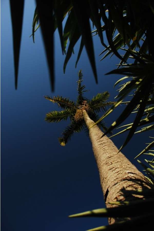 Carpentaria acuminata - Carpentaria Palm