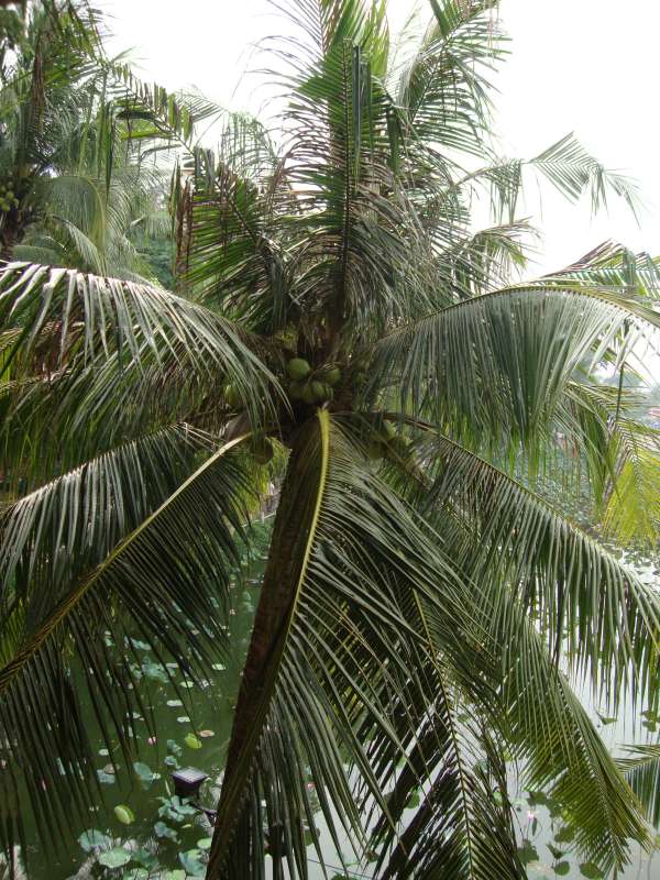 Cocos nucifera - Coconut Palm