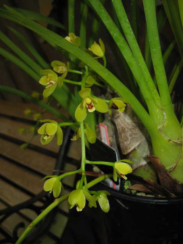 Cymbidium madidum - Northern Cymbidium