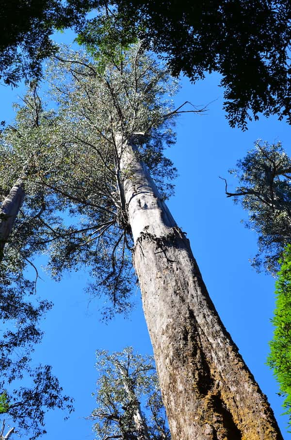 Eucalyptus regnans - Mountain Ash