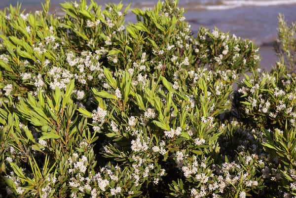 Leucopogon parviflorus - Coast Beard-heath