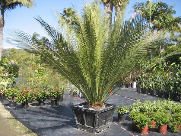 Macrozamia johnsonii - Johnsons Cycad
