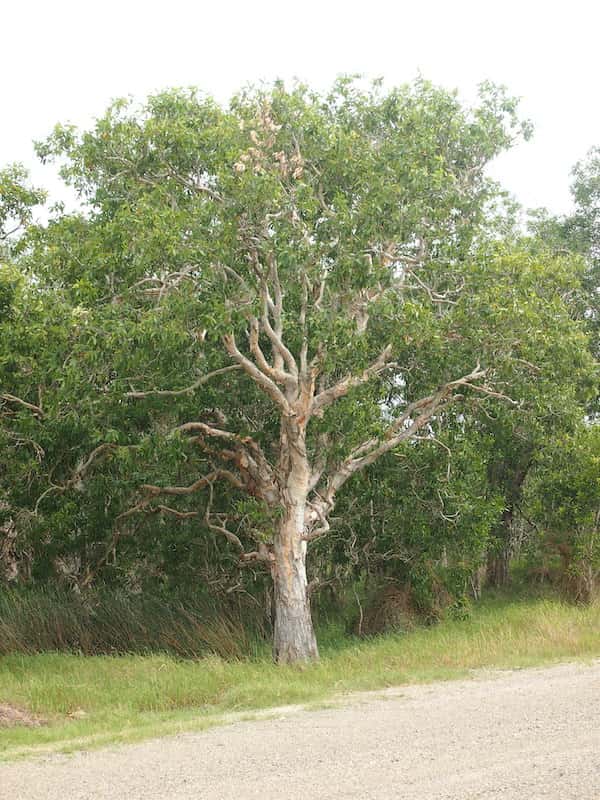 Melaleuca viridiflora - Broad-leaved Paperbark
