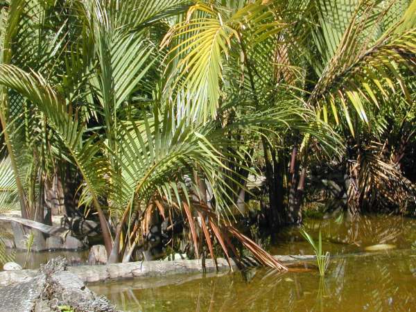 Nypa fruticans - Mangrove Palm