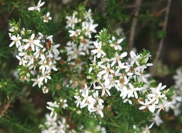 Olearia ramulosa - Twiggy Daisy Bush