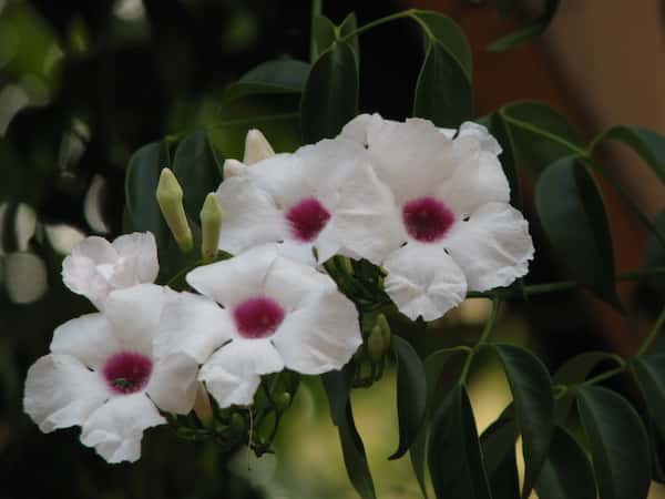 Pandorea jasminoides - Bower Vine