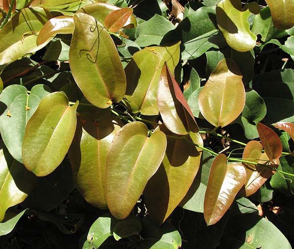 Smilax australis - Lawyer Vine